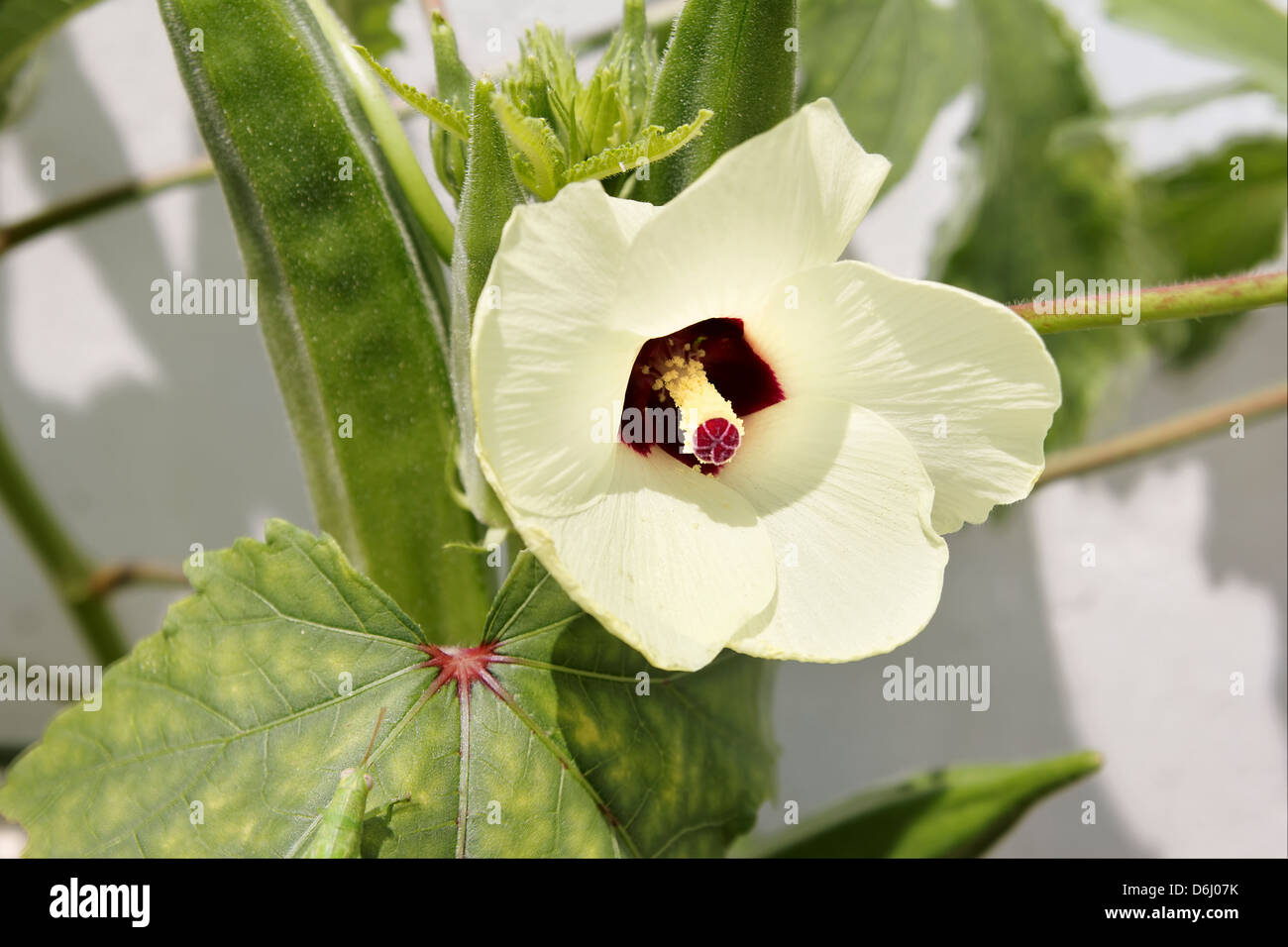 Bhindi plant hi-res stock photography and images - Alamy