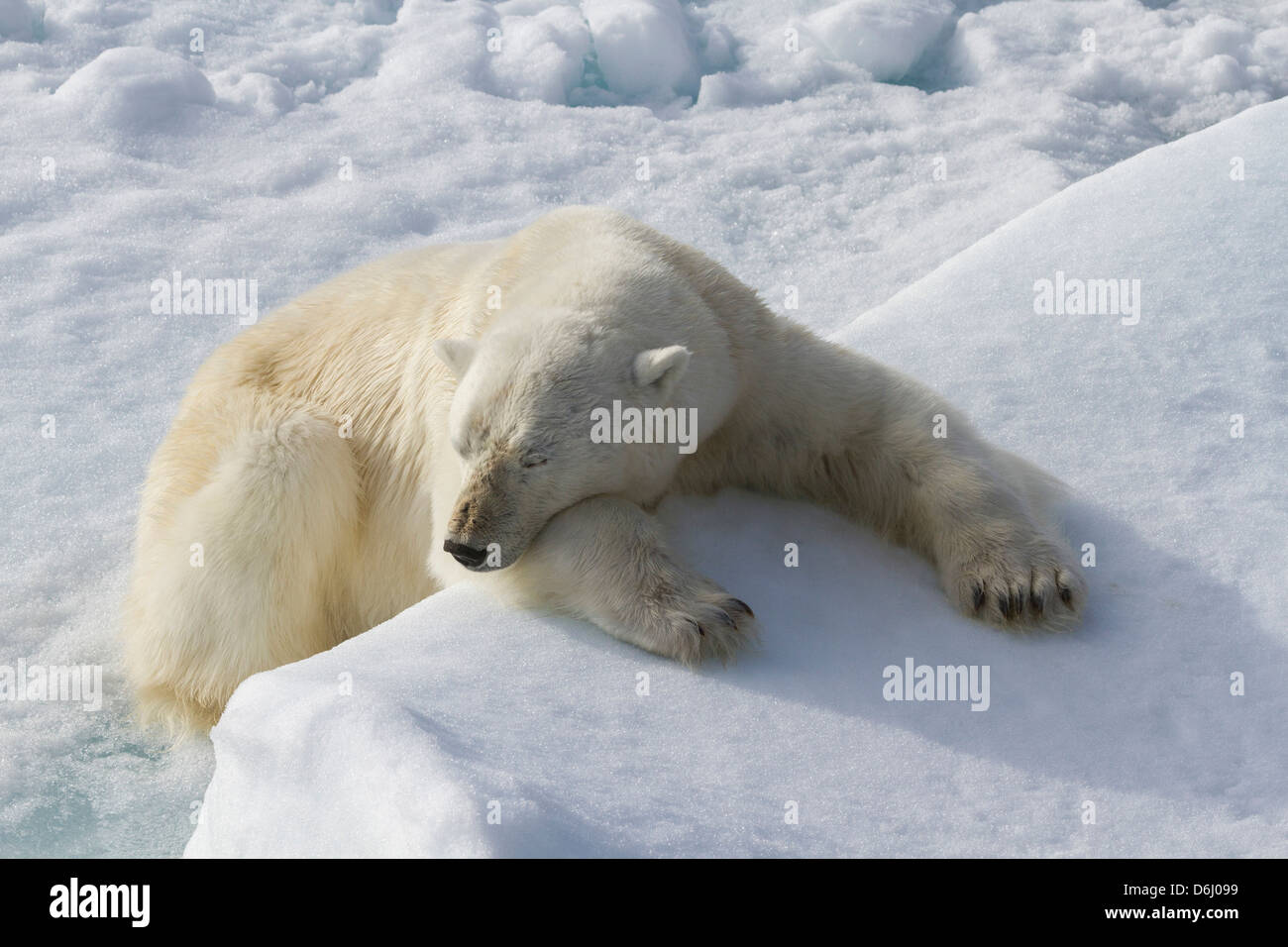 Norway, Svalbard. Polar bear lying asleep on ice ridge. Credit as: Bill ...