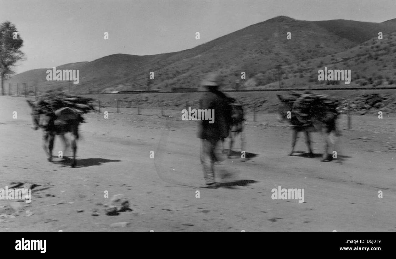 04-00155 Picture of Sonora, showing man and 3 burros. Blurry Stock ...