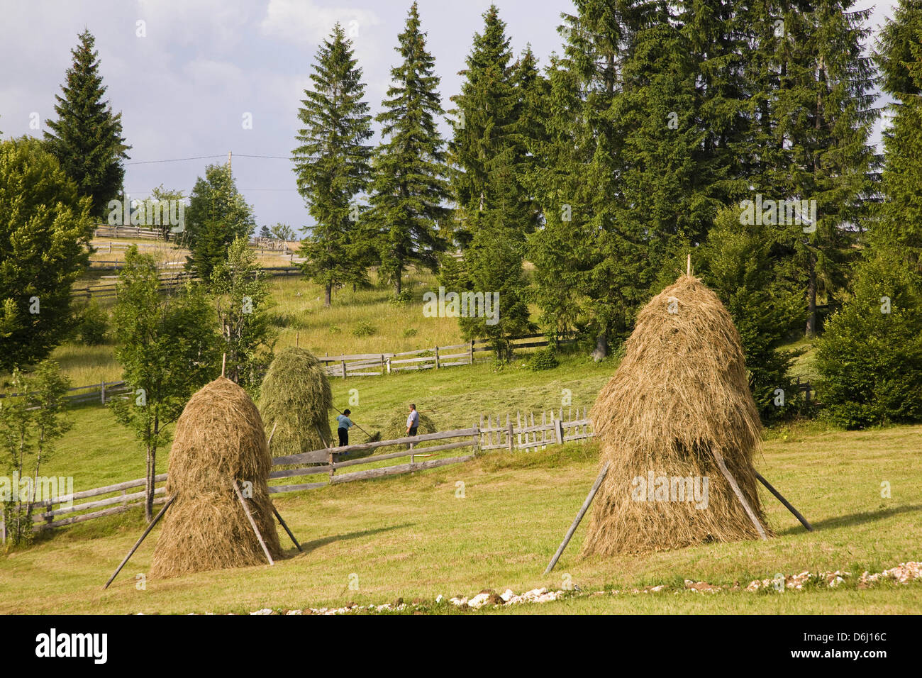Hay harvest and haystack in the Apuseni Mountains, Scarisoara, Romania ...