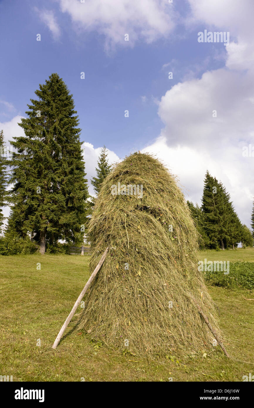 Hay harvest and haystack in the Apuseni Mountains, Scarisoara, Romania ...
