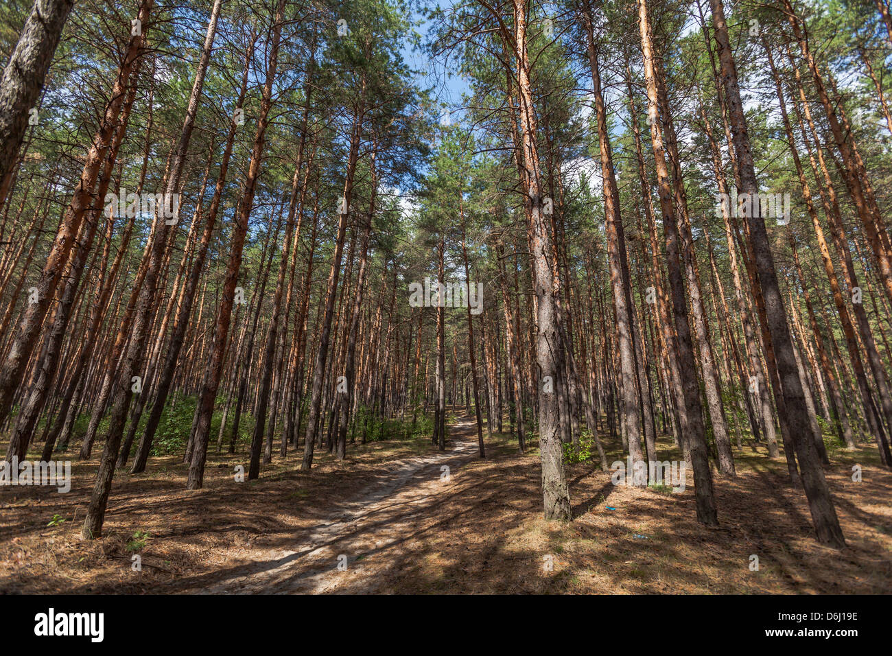 Pinewood plantation hi-res stock photography and images - Alamy