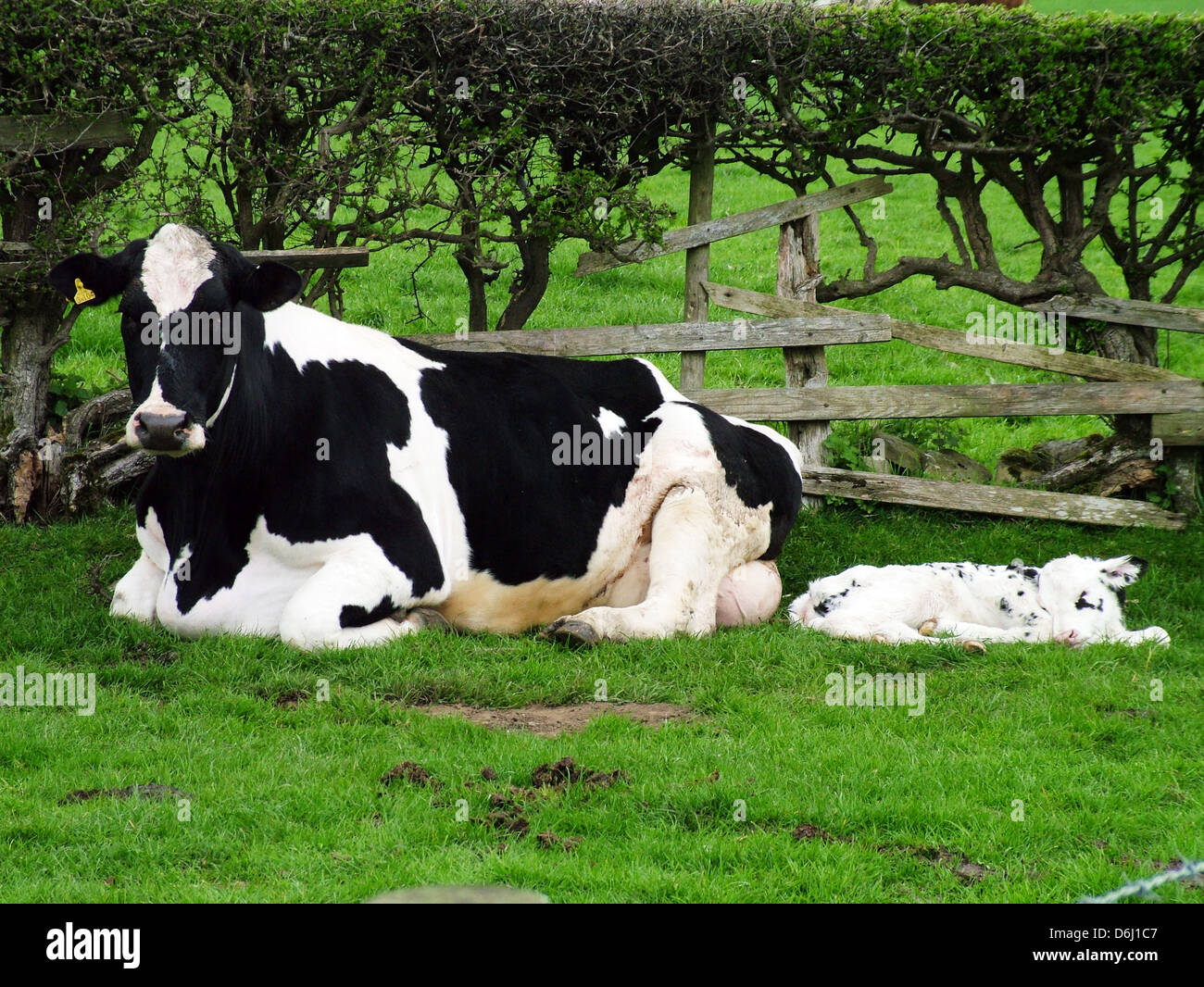 Holstein Friesian cows Bos primigenius taurus dairy mother cow just ...