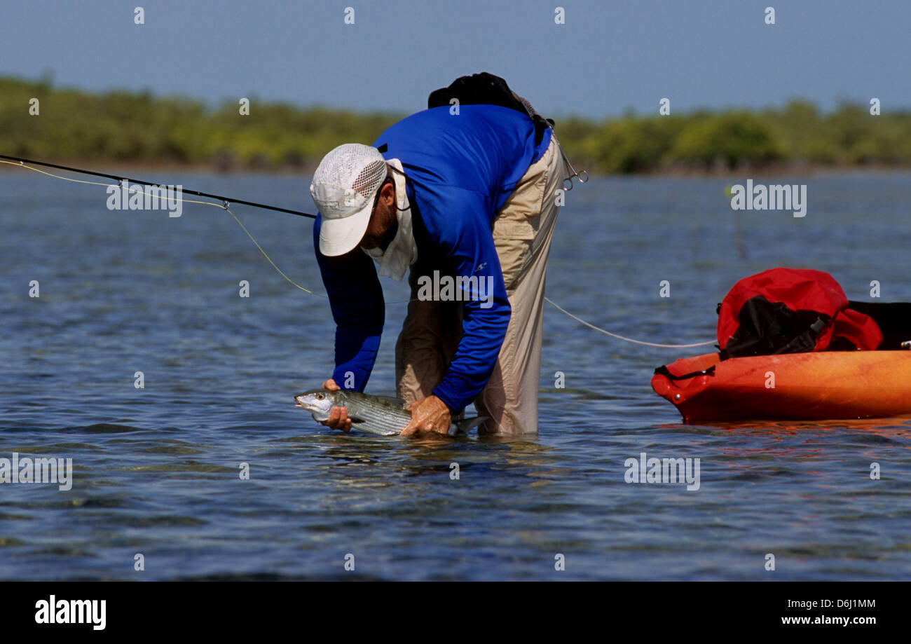 A fly fisherman releasing a bonefish (Albula vulpes) in Ascension Bay ...