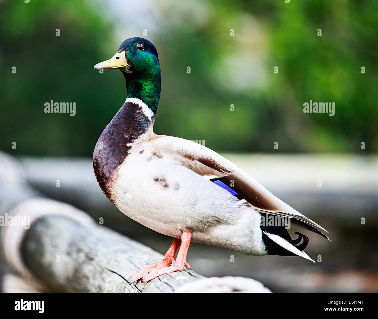 Handsome duck hi-res stock photography and images - Alamy