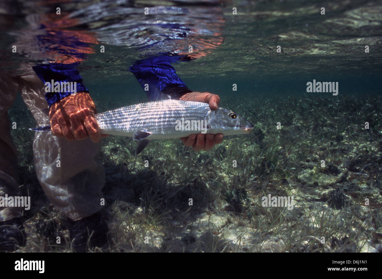 A fly fisherman releasing a bonefish (Albula vulpes) underwater in ...