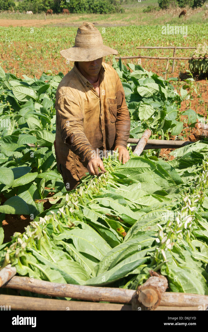 Picking Tobacco How 'pharming' The Tobacco Plant May Help Create A