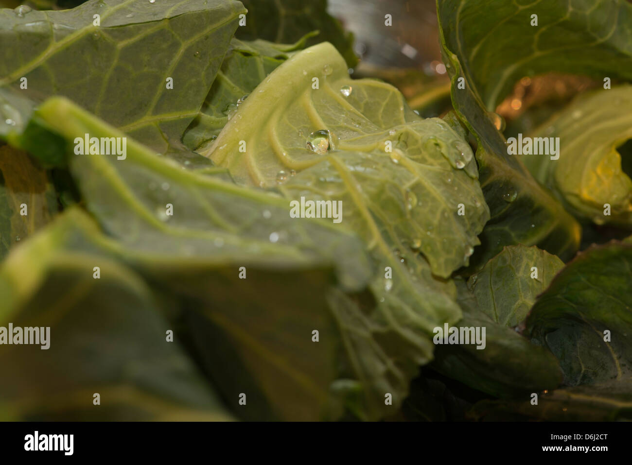 Spring greens cabbage hi-res stock photography and images - Alamy