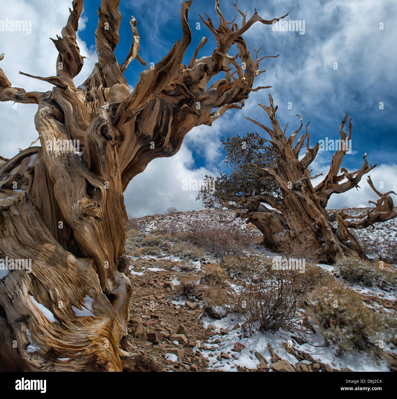 Methuselah Tree Bristlecone Pine