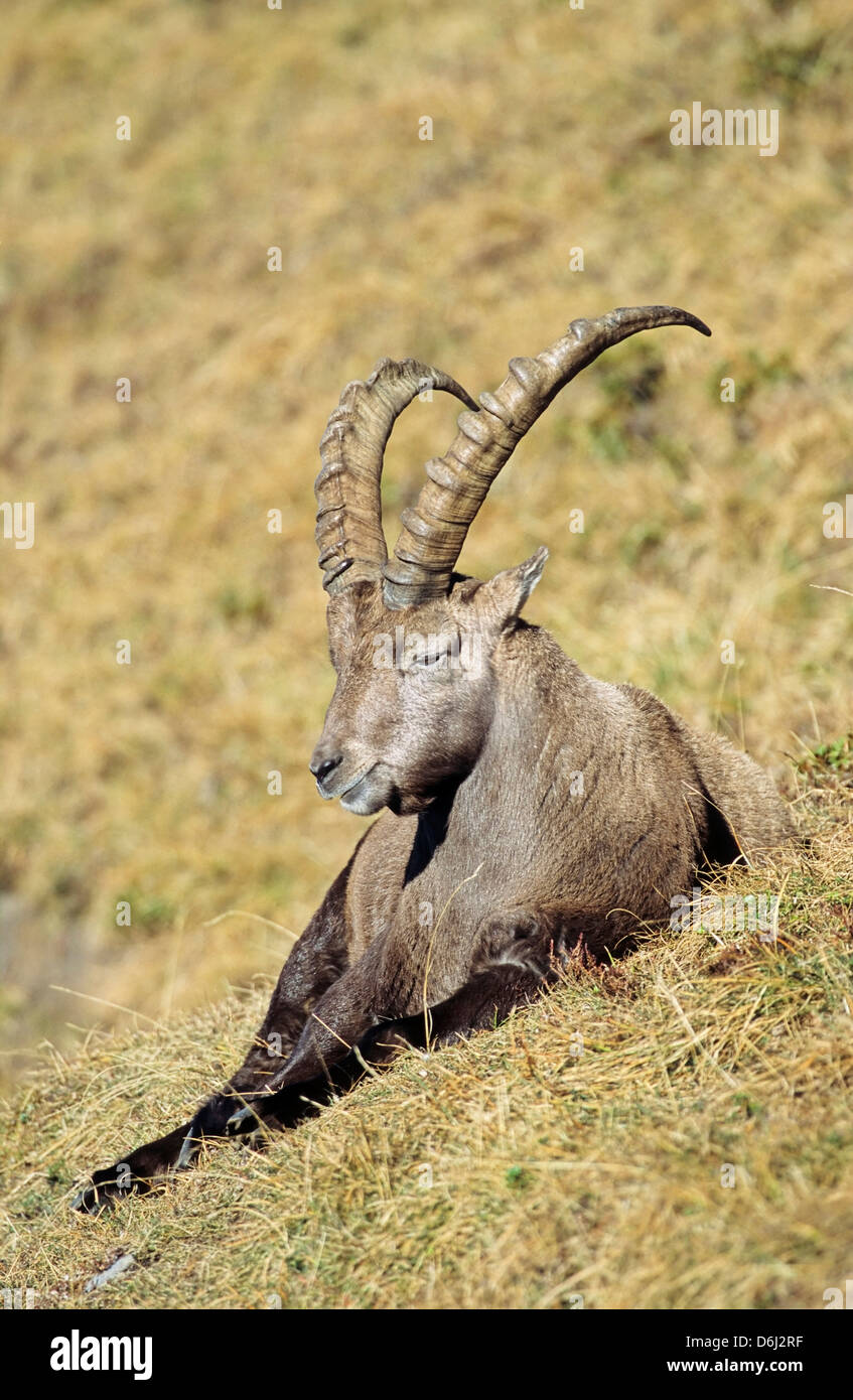 Switzerland bull hi-res stock photography and images - Alamy
