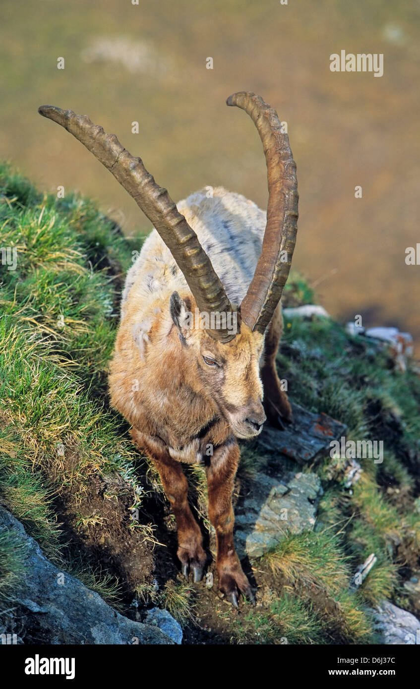 Alpine Ibex (Capra ibex) bull in spring Stock Photo - Alamy