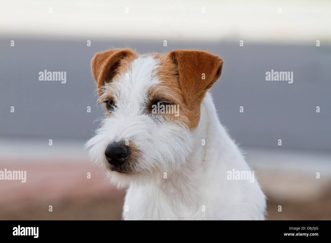 Head and shoulders parson Russell terrier Stock Photo - Alamy