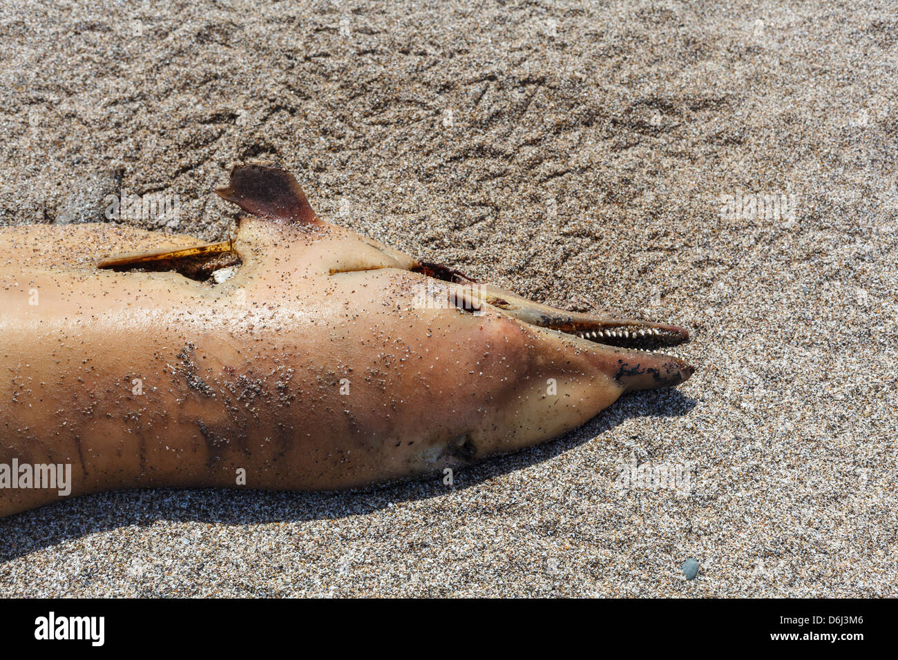 The victim Bottlenose dolphin lies on the coast Stock Photo - Alamy