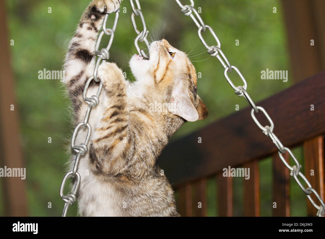 Domestic shorthair kitten biting chain Stock Photo - Alamy