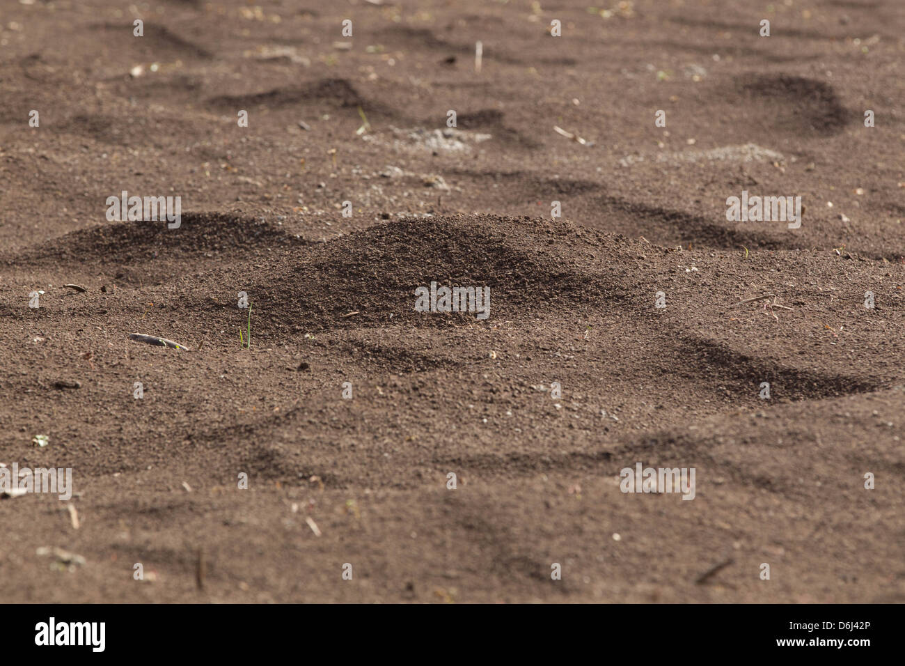 Blow away fen soil in drifts Picture Tim Scrivener 07850 303986 tim ...