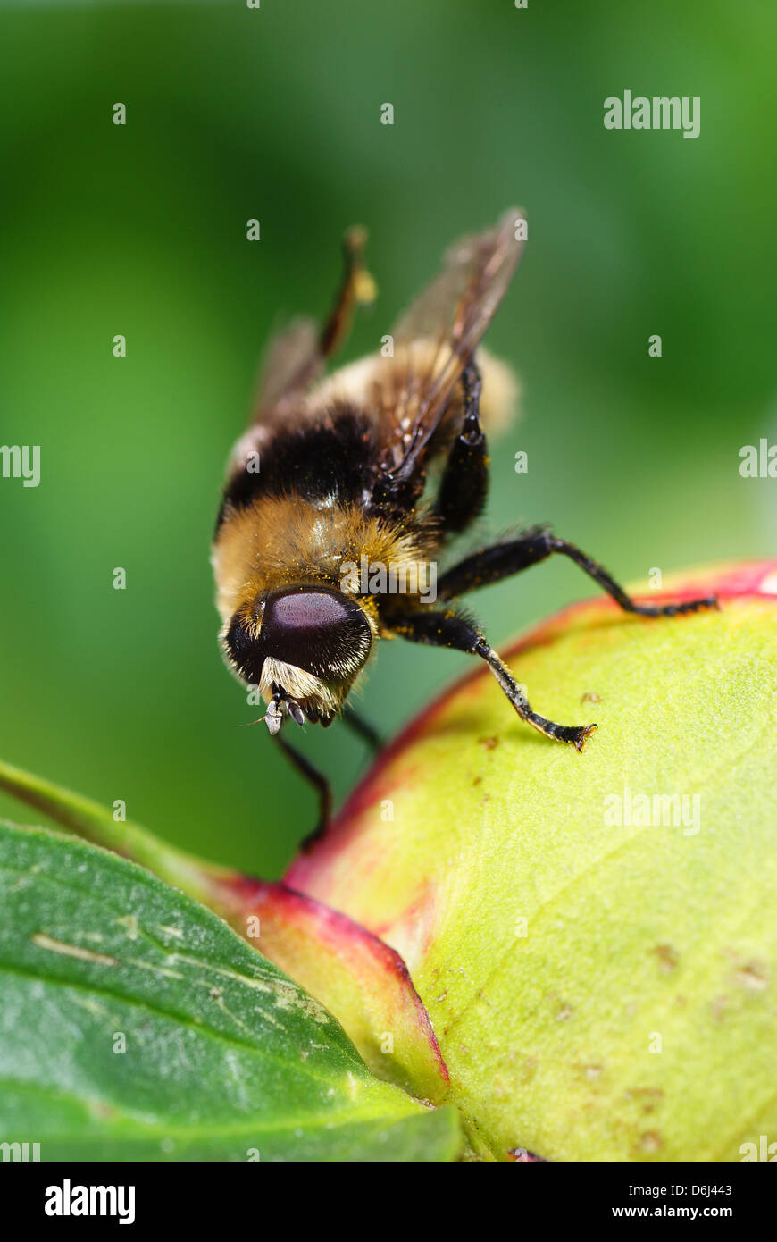 fly on bud flowers on green background Stock Photo - Alamy