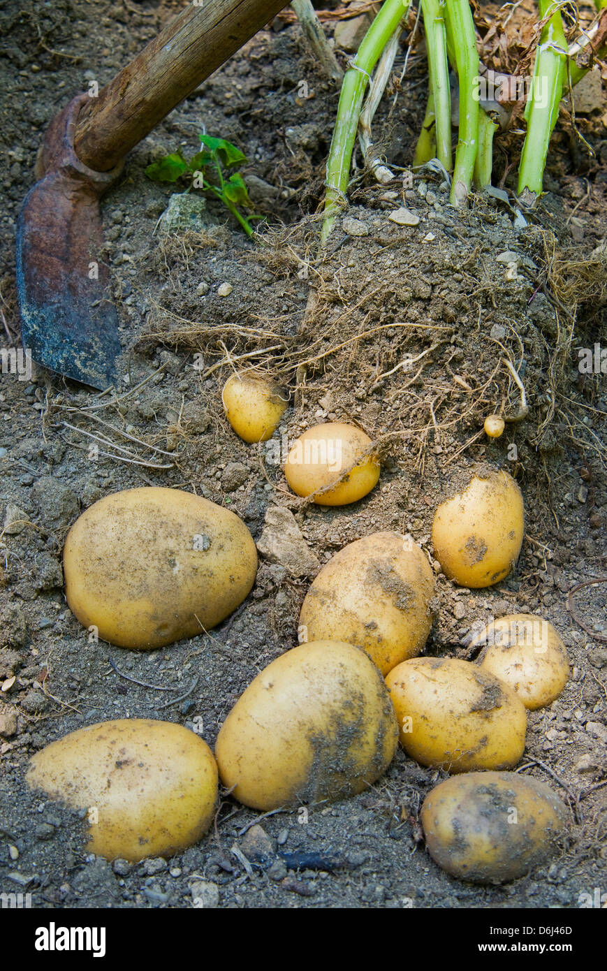 Potato hoe hi-res stock photography and images - Alamy