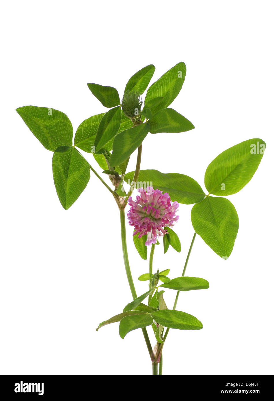 Four leaf clover white background hi-res stock photography and images ...