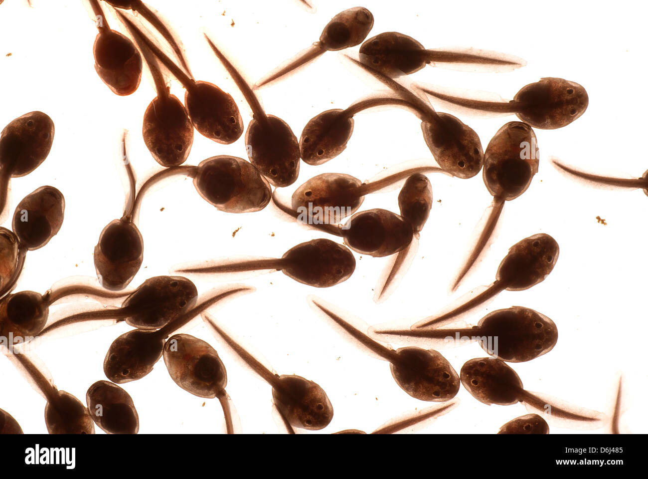 Newt tadpole hi-res stock photography and images - Alamy