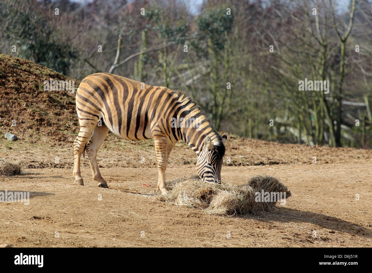 Zebra feeding not lion hi-res stock photography and images - Alamy