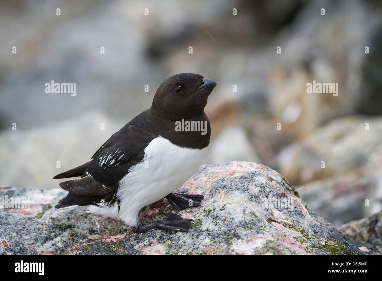 Auk Bird Stock Photos & Auk Bird Stock Images - Alamy