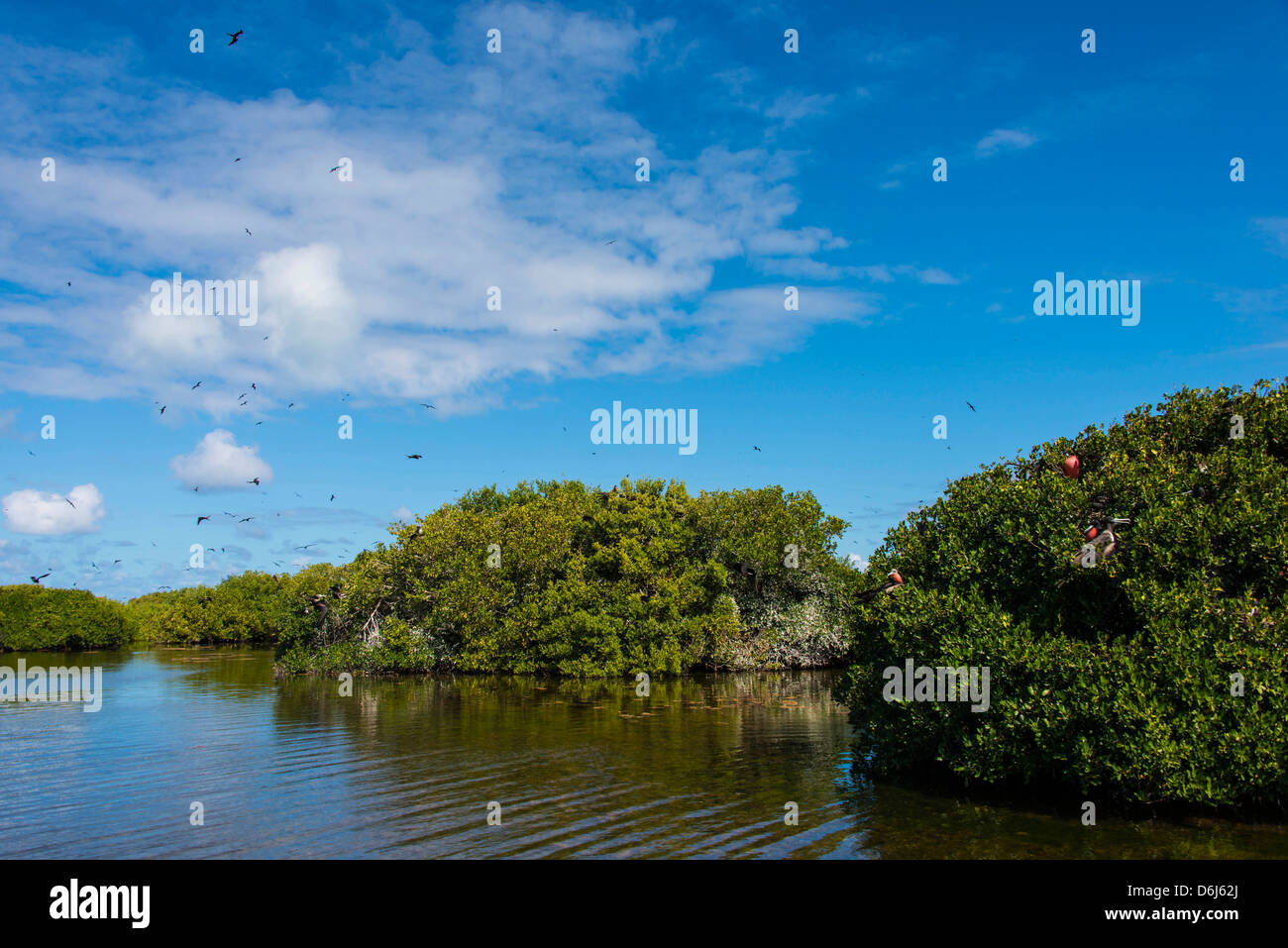 Frigate bird colony in the Codrington lagoon, Barbuda, Antigua and ...
