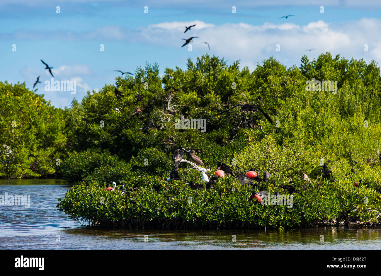 Frigate bird colony in the Codrington lagoon, Barbuda, Antigua and ...