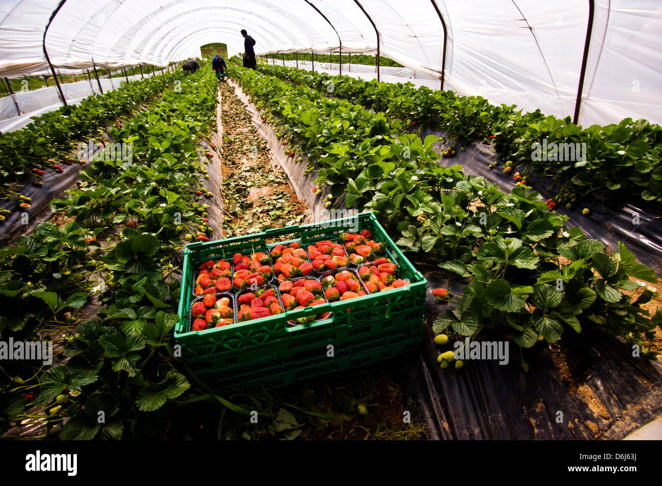 A strawberry field is pictured on a farm in Manolada, Greece, 19 April ...