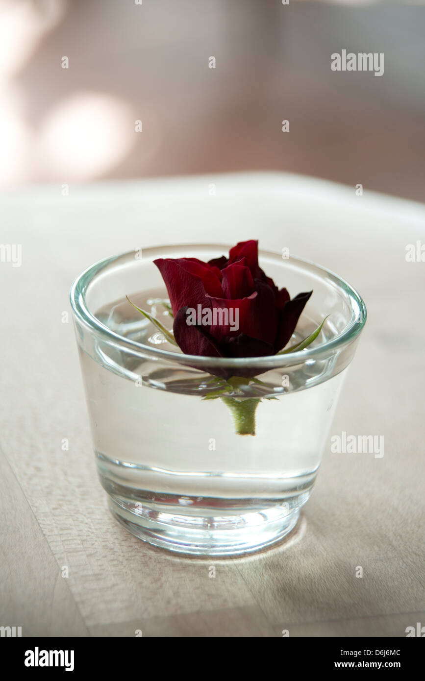 Small rose bud floating in clear glass vase on a wooden table Stock ...