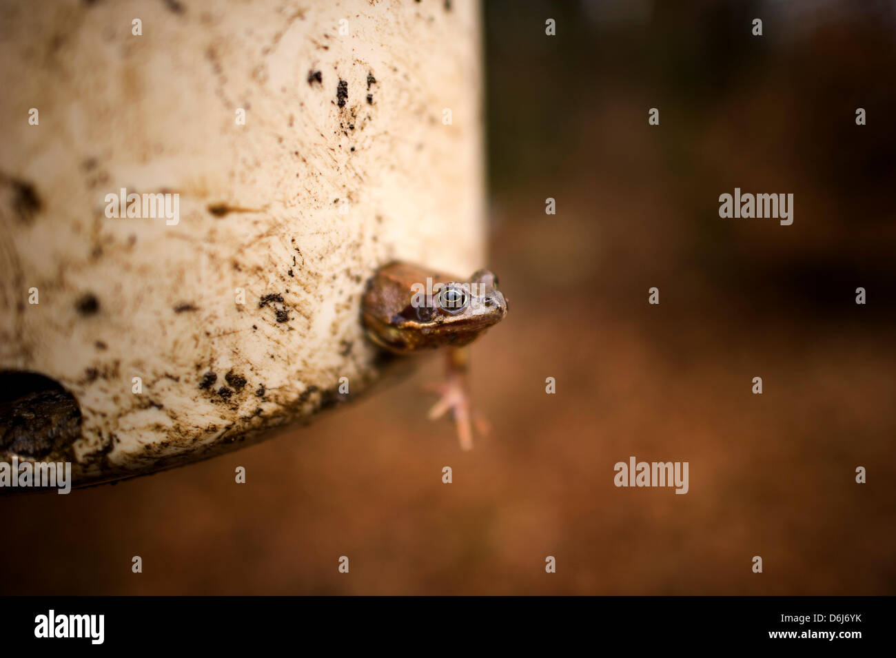 A toad collector presents her catch in Eitorf-Muehleip, Germany, 04 ...
