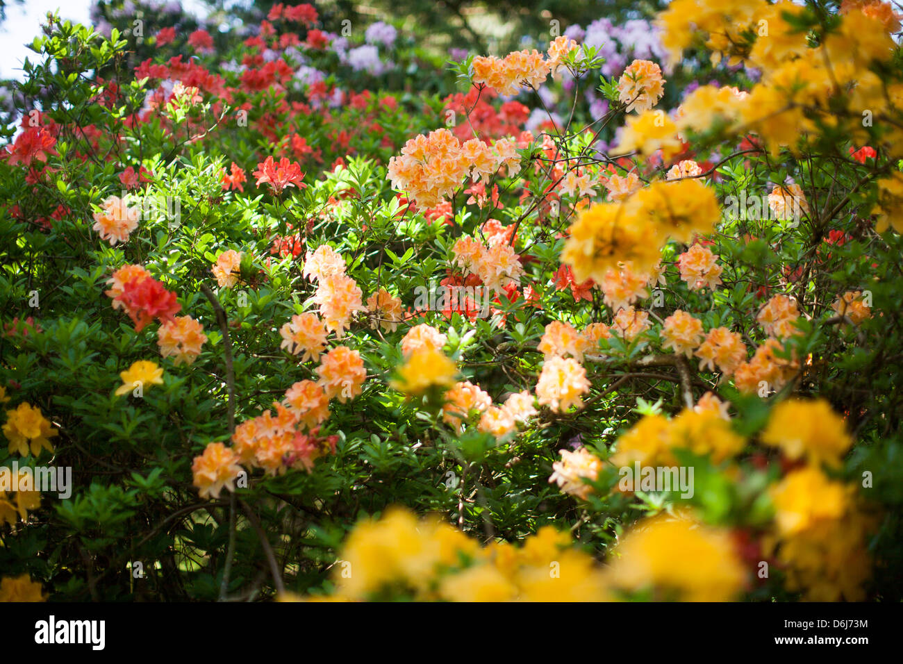 Westonbirt arboretum trees hi-res stock photography and images - Alamy