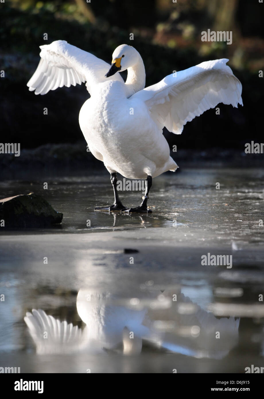 A Bewick's swan on the ice at the Slimbridge Wildfowl and Wetlands ...