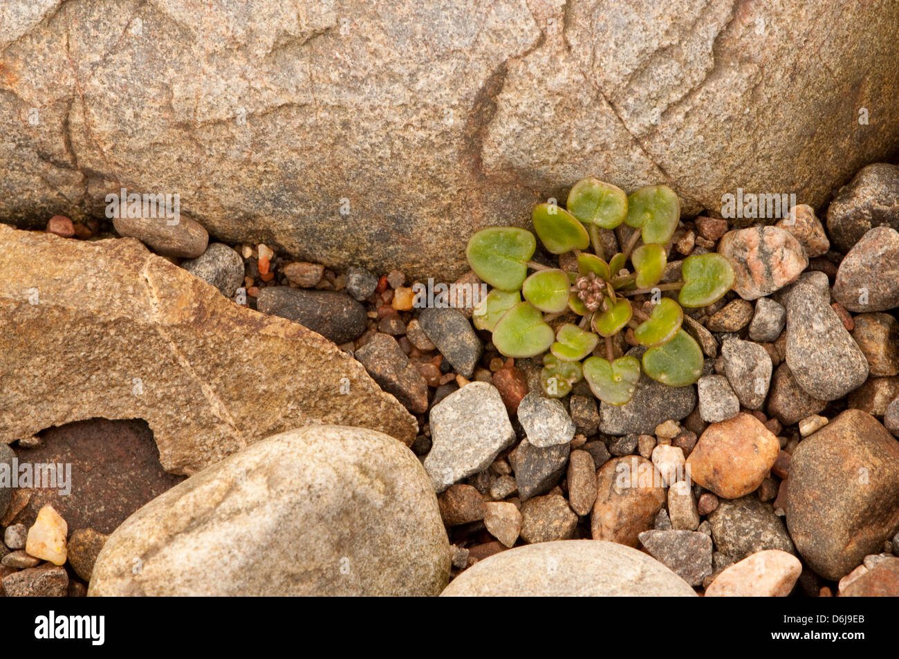 Scurvy grass hi-res stock photography and images - Alamy