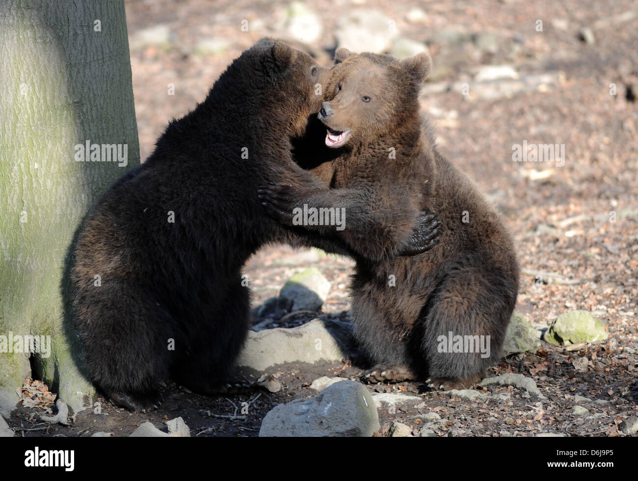 Two-year-old brown bears play at the wildlife park Knuell near Homberg ...