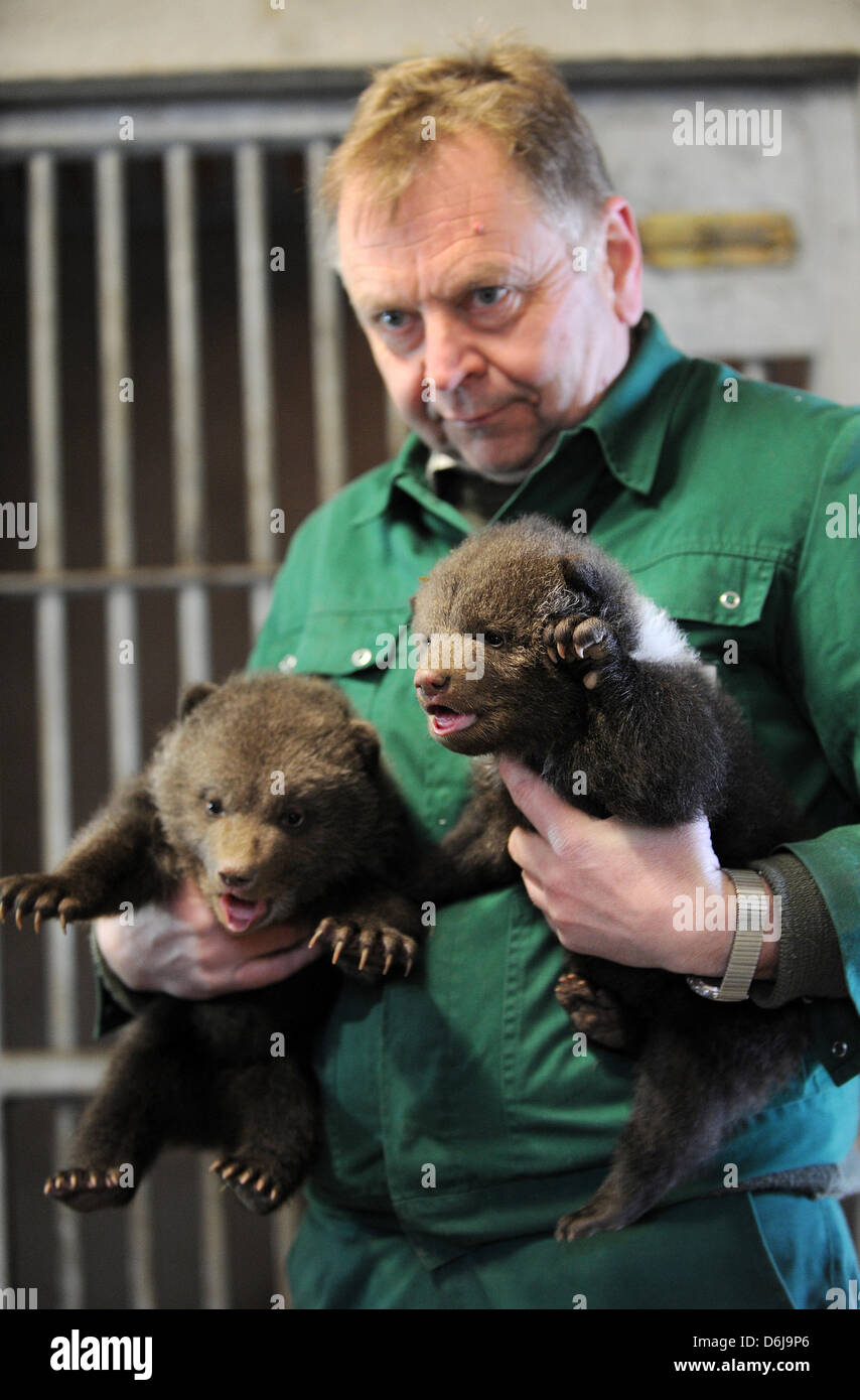 Brown bear cub birth hi-res stock photography and images - Alamy