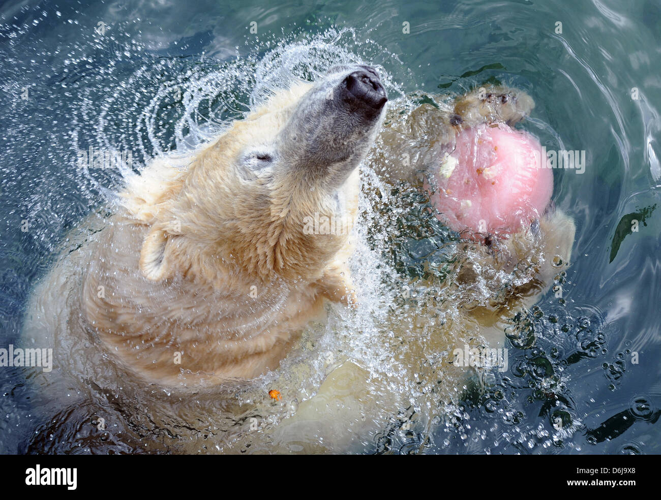 Polar bear Nanuq holds frozen fruit after four days without swimming in ...