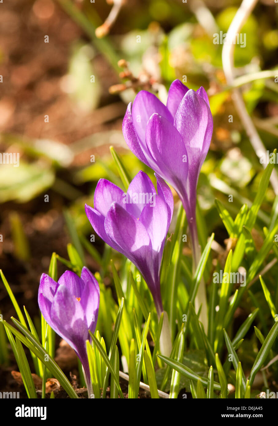 Purple crocus blooms hi-res stock photography and images - Alamy