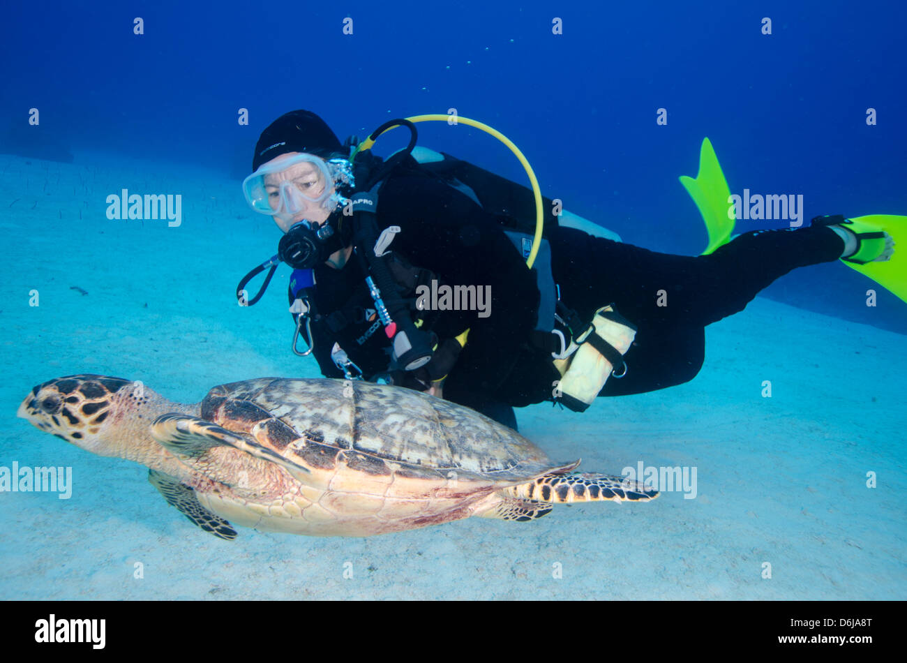 Green turtle cruising the reef with diver, Turks and Caicos, West ...