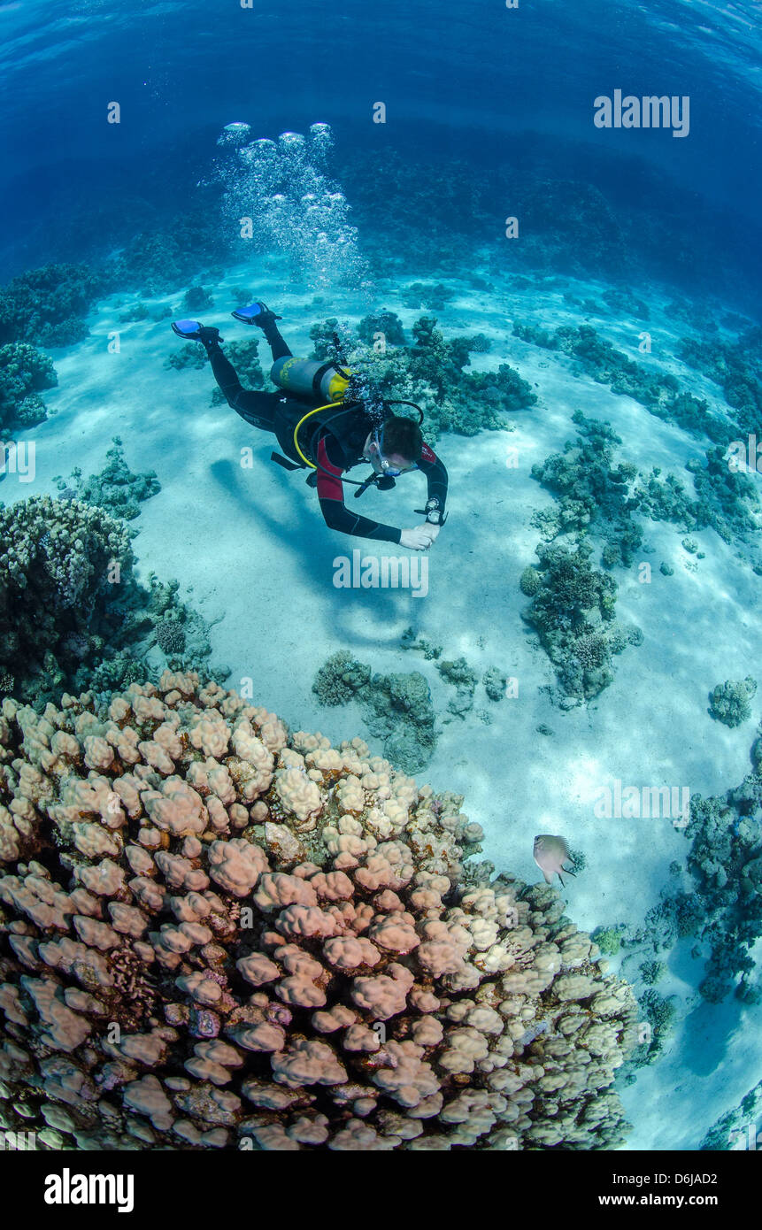 High angle view of a scuba diver diving in water close to coral reef ...