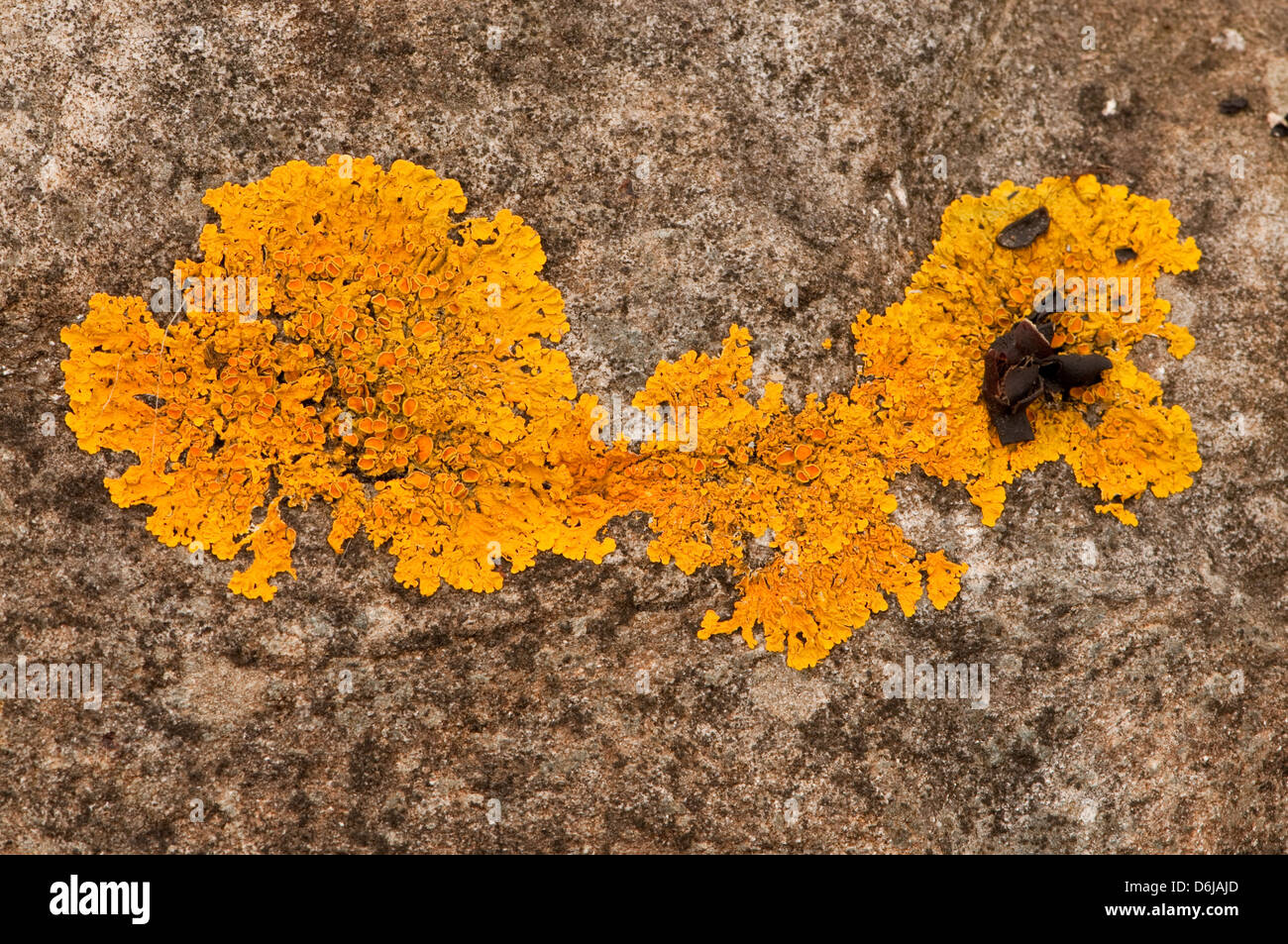 Yellow scale hi-res stock photography and images - Alamy