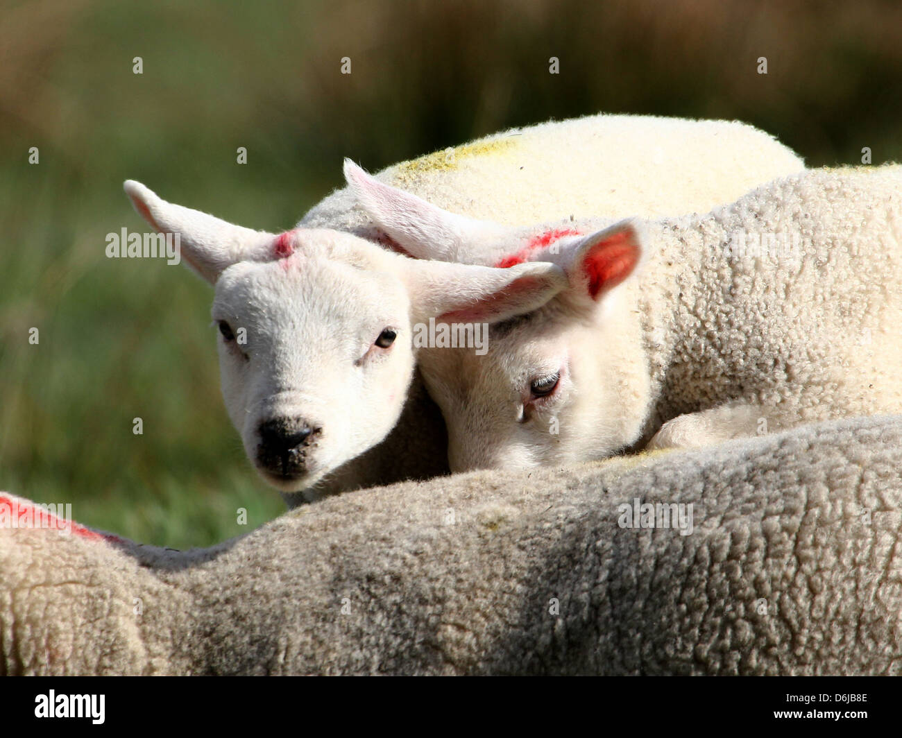 Portrait of two cute little lambs Stock Photo - Alamy
