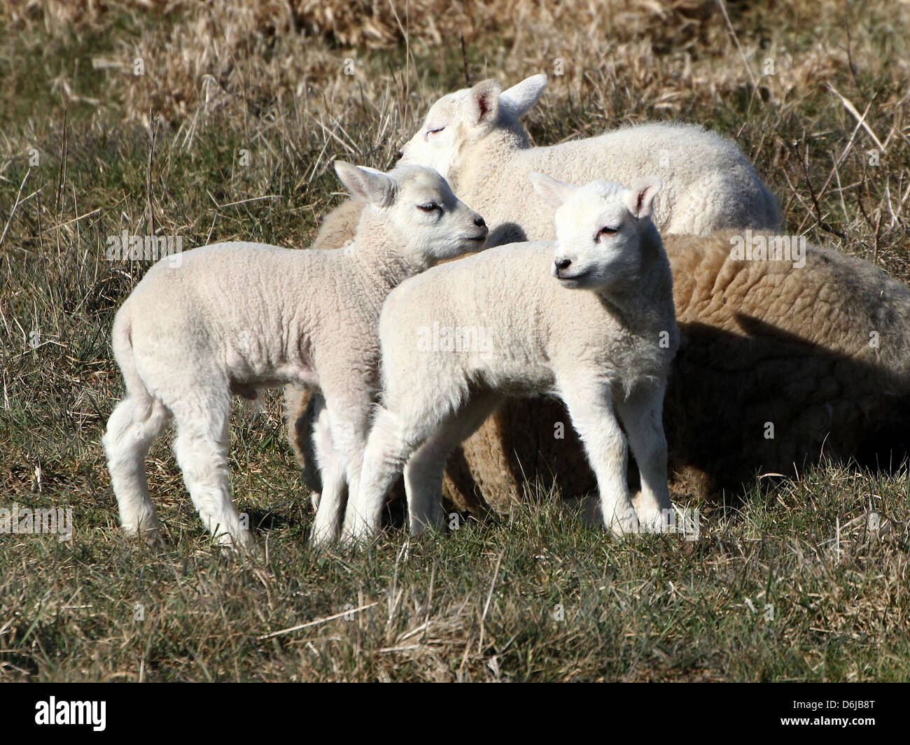 Young and cute little lambs playing in the spring sun in a grassy ...