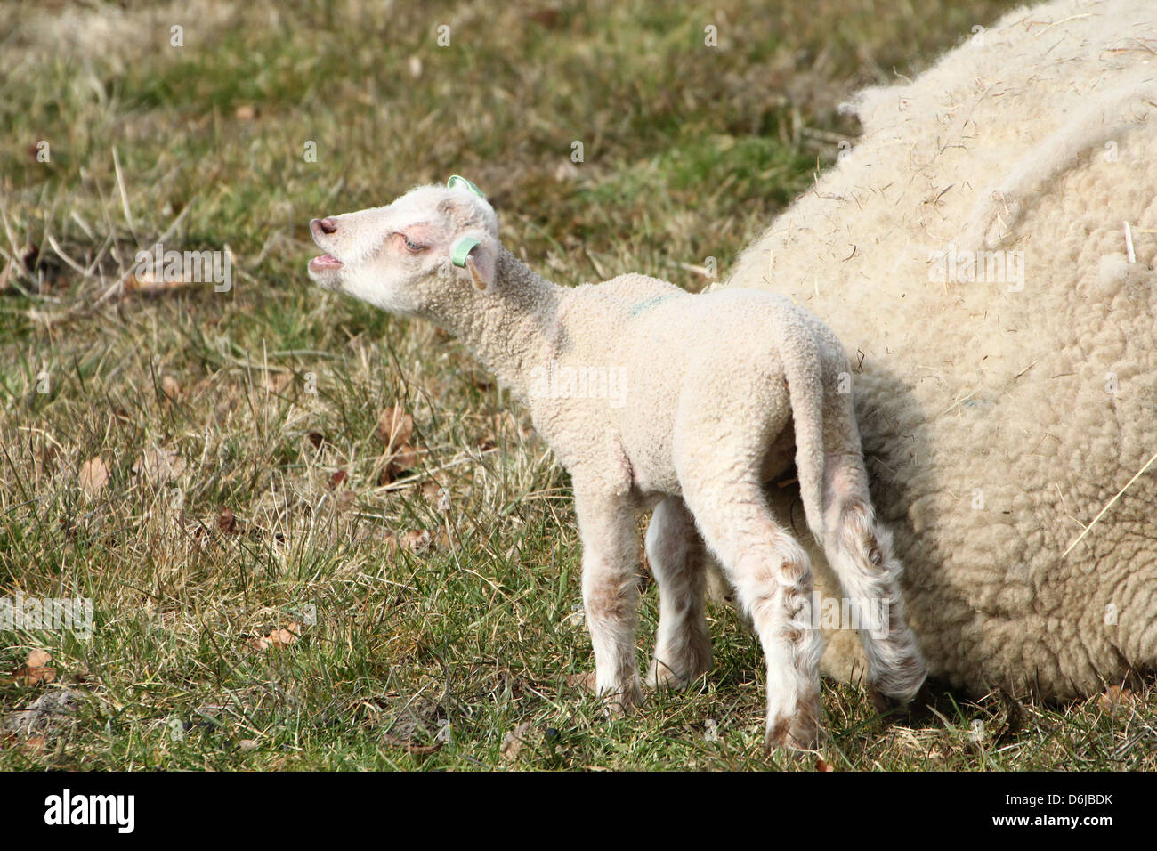 Mirthful and very cute young lamb bleating Stock Photo - Alamy