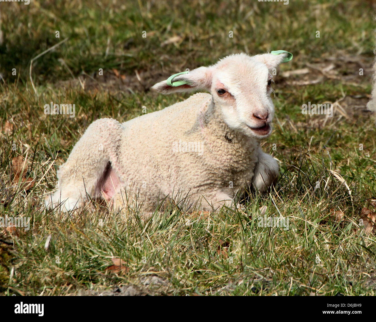 Mirthful hi-res stock photography and images - Alamy