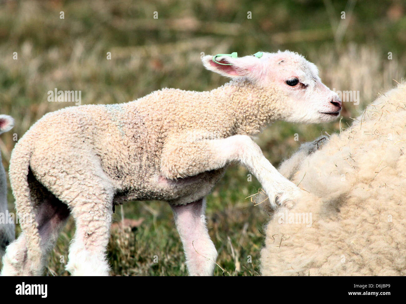 Young and cute little lamb climbing on top of mum in the spring sun in ...