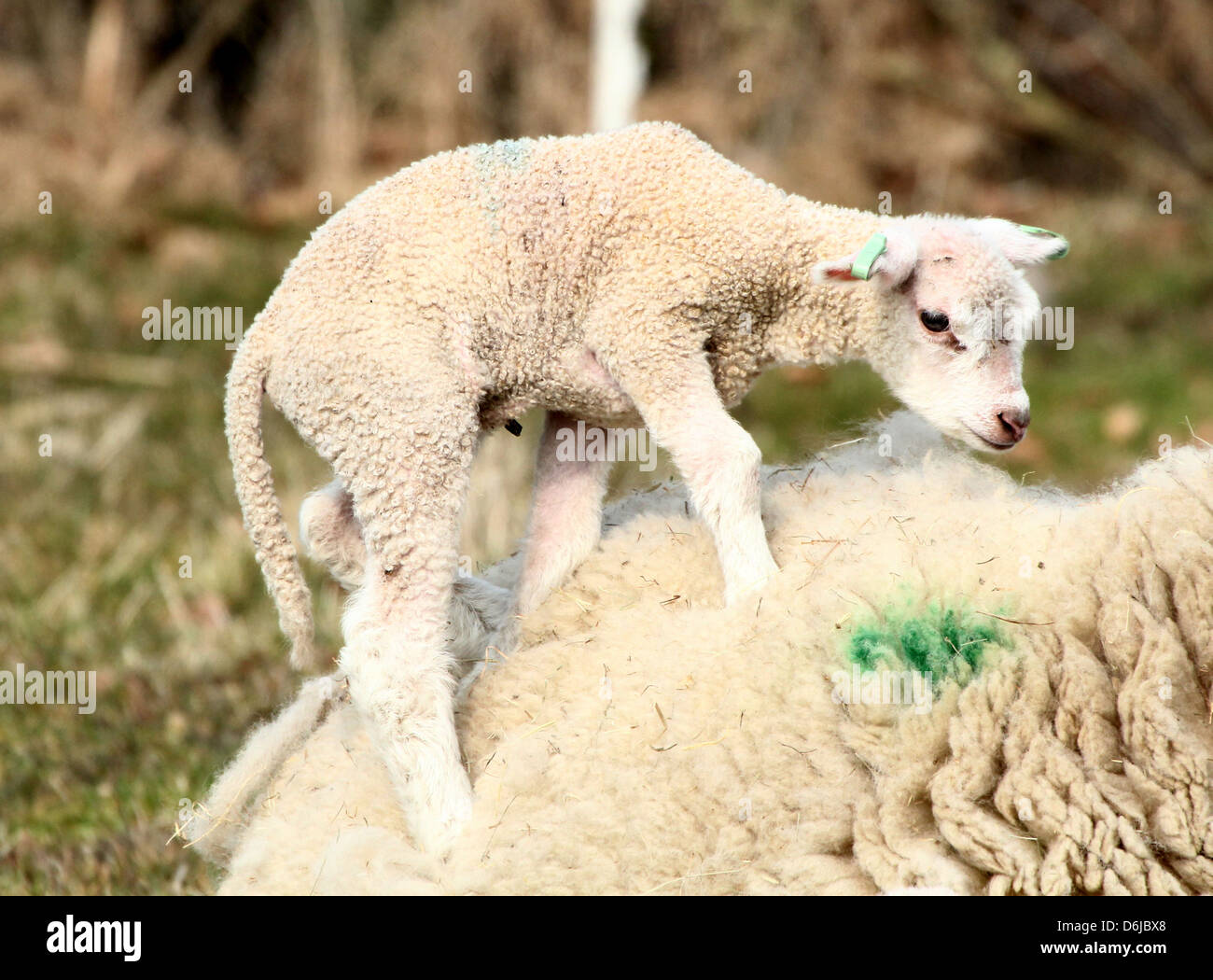 Playful little lamb hi-res stock photography and images - Alamy