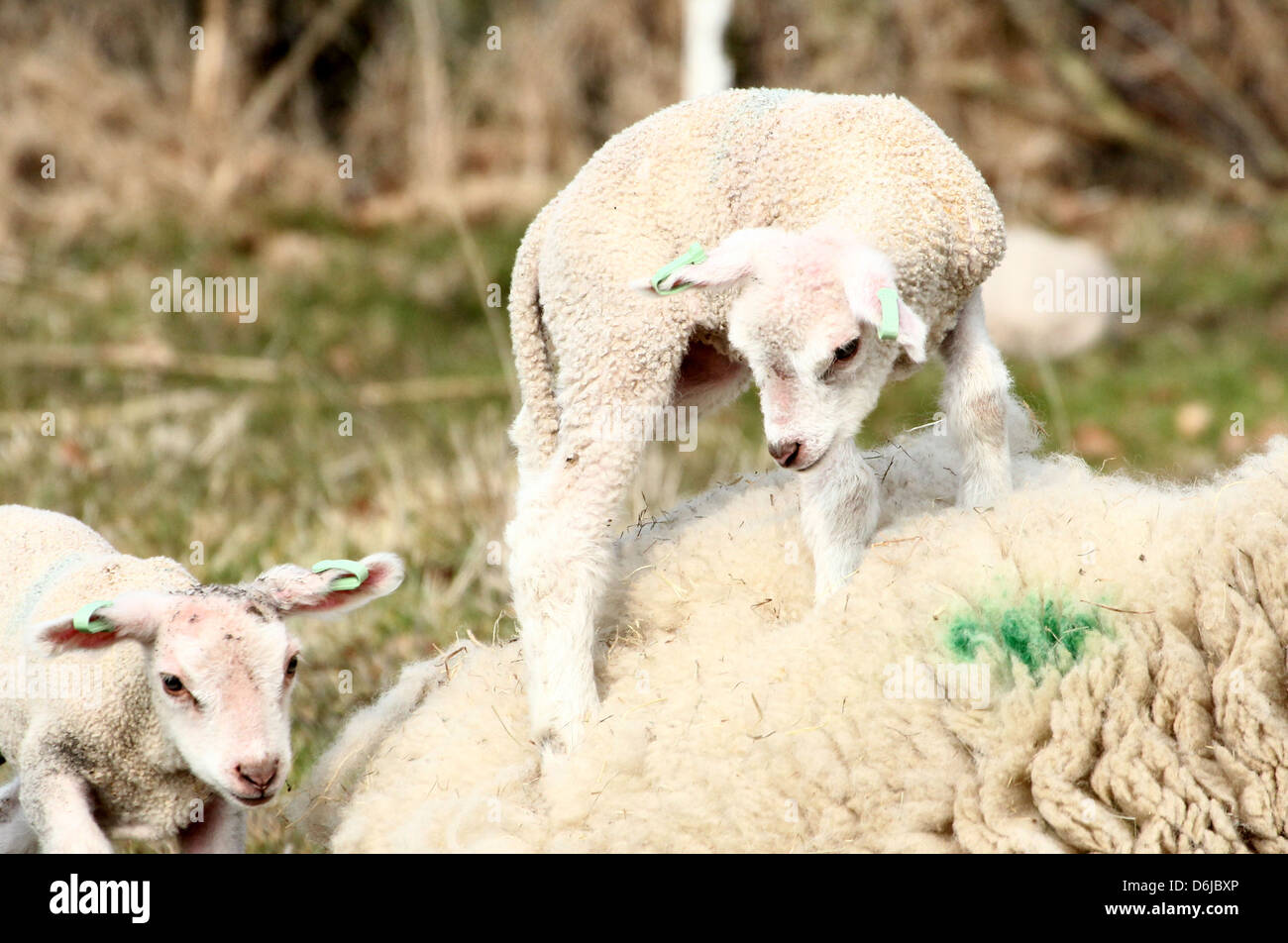 Young and cute little lambs playing in the spring sun in a grassy ...