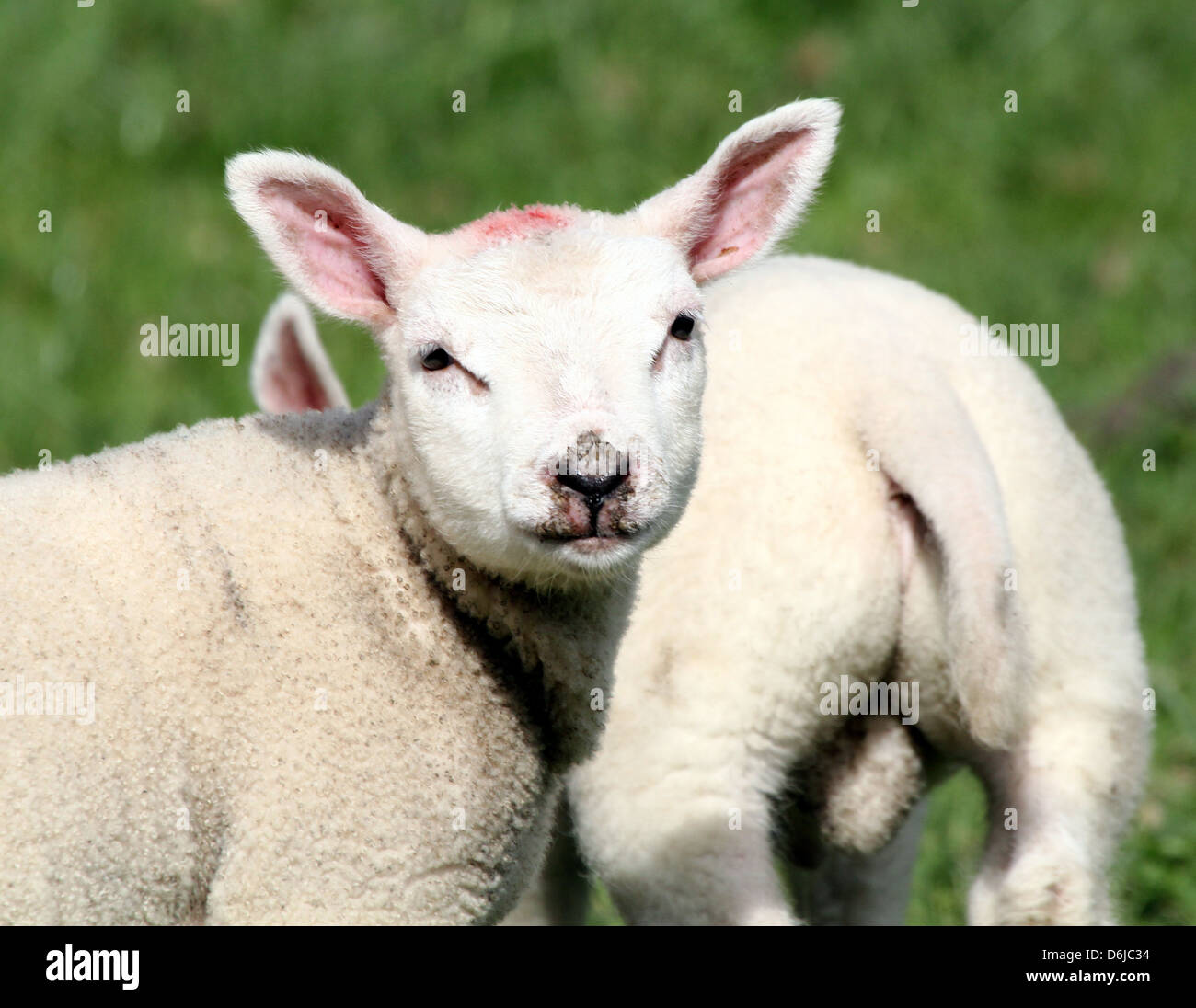 Young and cute little lambs playing in the spring sun in a grassy ...
