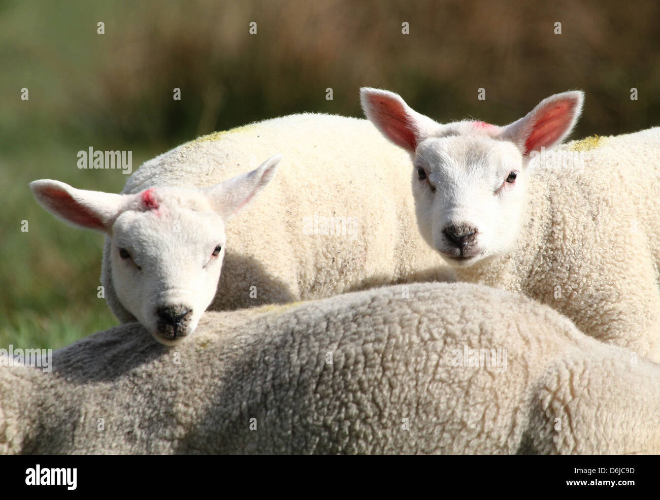 Young and cute little lambs playing in the spring sun in a grassy ...