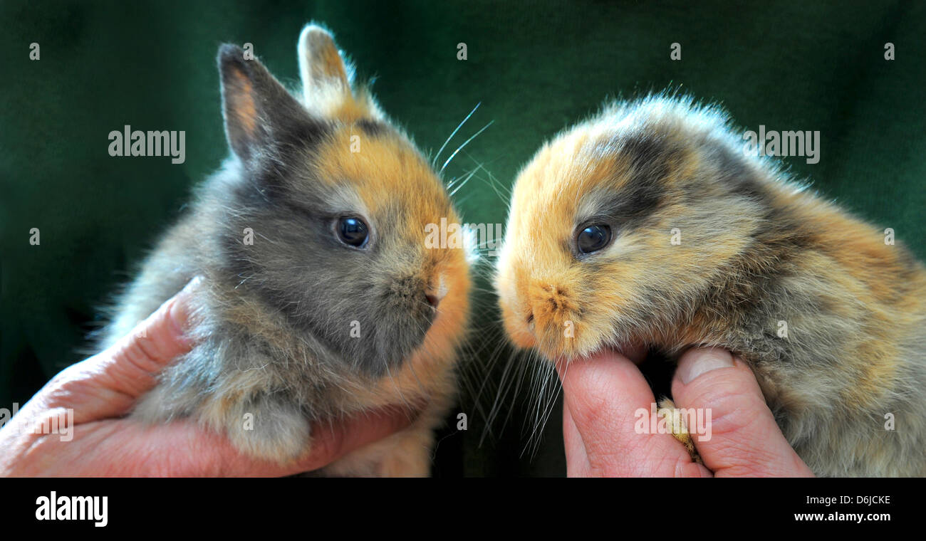 A domestic rabbit without ears (R) and one of his five sibblings are ...